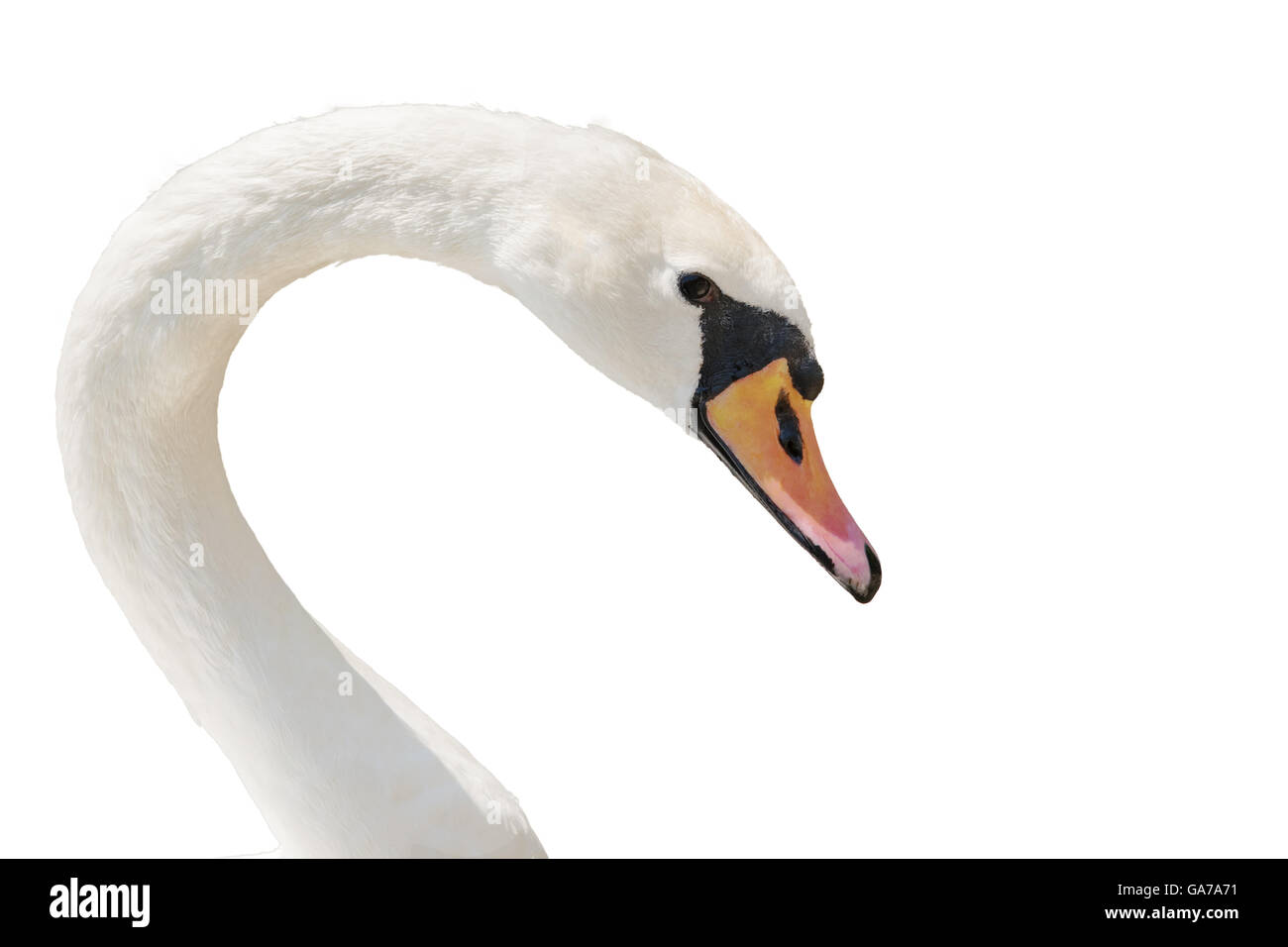 Swan portrait isolated on white Stock Photo - Alamy