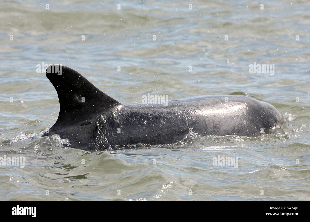 Dave the Dolphin. 'Dave' the Dolphin swimming in the sea near Sandgate ...