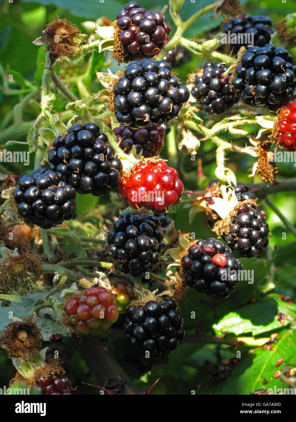 Blackberry bush general view gv bunch juicy england berry fruit hi-res ...