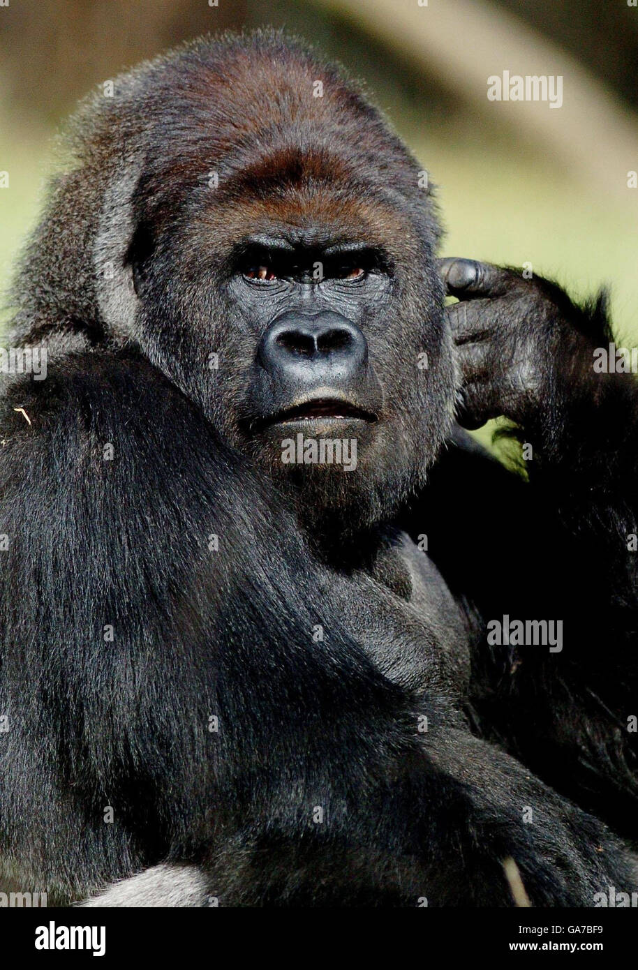 Male Gorilla In Gorilla Kingdom In London Zoo High Resolution Stock ...