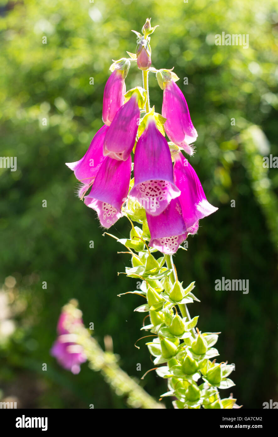 Back lit purple foxglove spike Stock Photo - Alamy