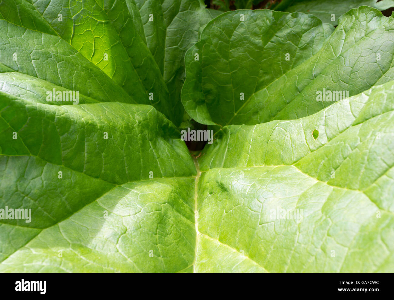 Leaf vortex hi-res stock photography and images - Alamy