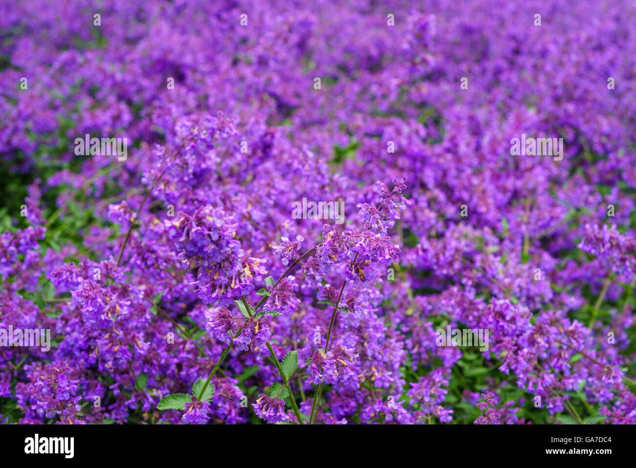 Background of Nepeta cataria or catmint flowers with drops after rain ...