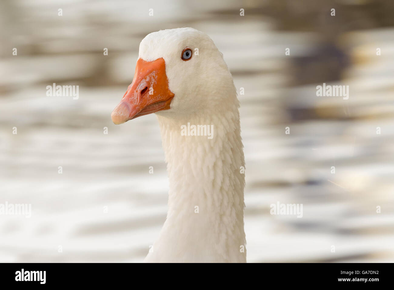 Beautiful white goose portrait Stock Photo - Alamy