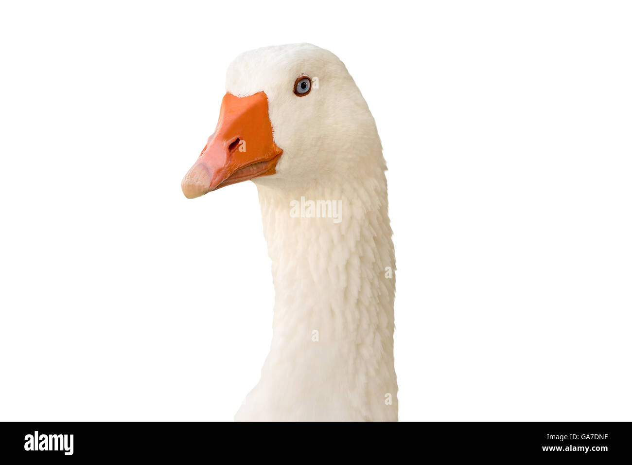 White goose portrait isolated on white Stock Photo - Alamy