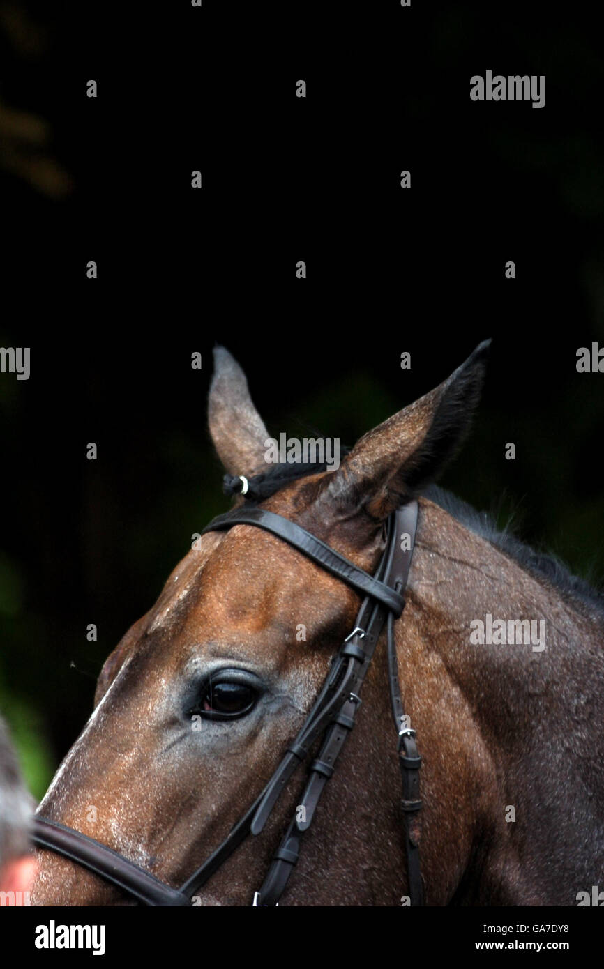 Big head horse hi-res stock photography and images - Alamy