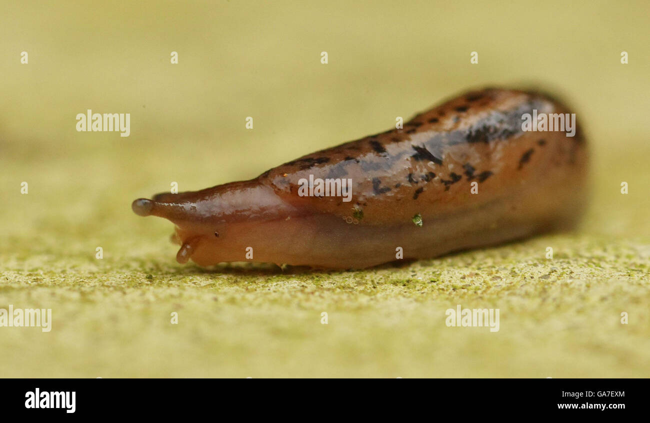 Stock picture of a slug. Slugs eat twice their body weight each day and ...