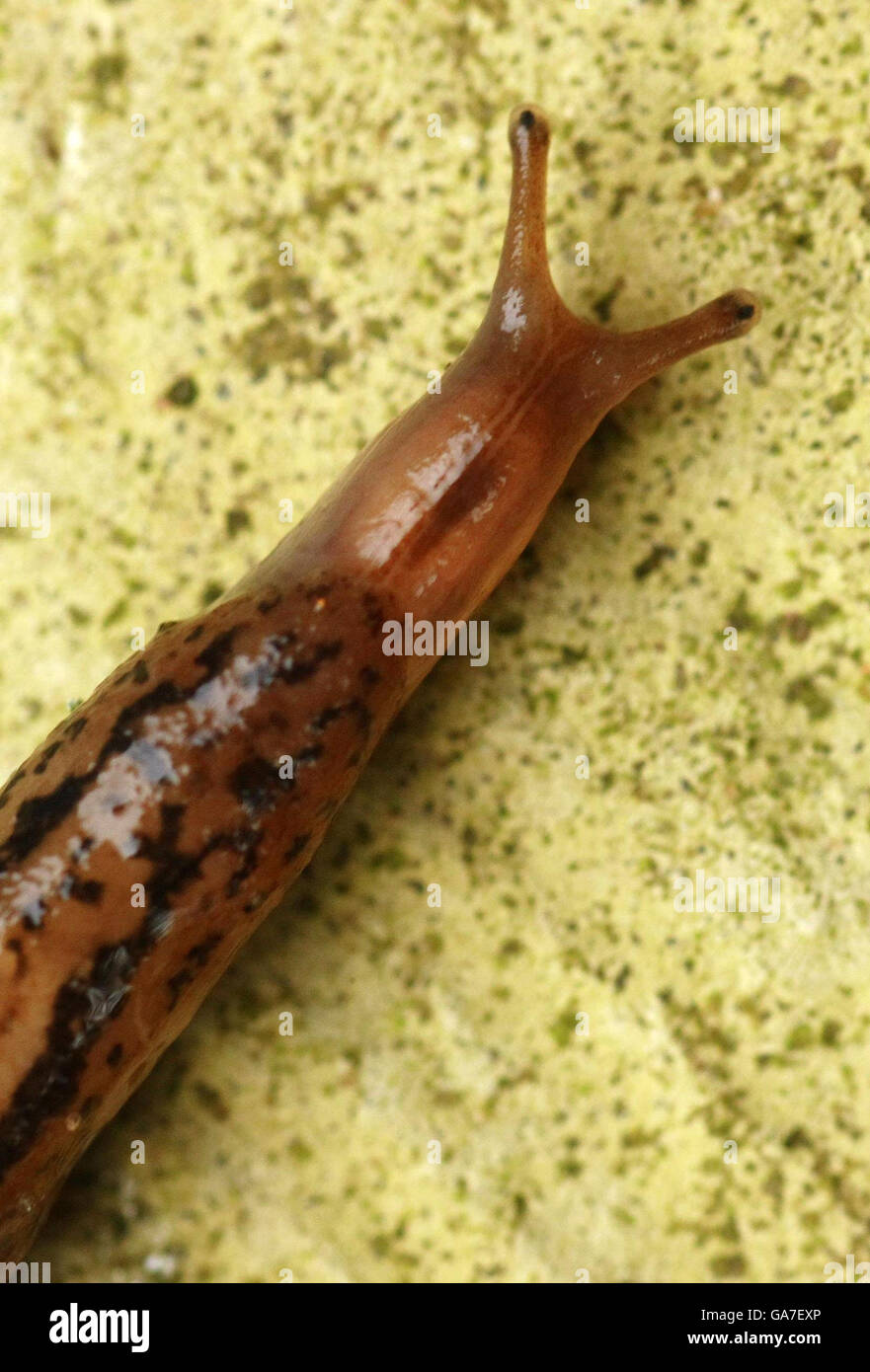 Stock picture of a slug. Slugs eat twice their body weight each day and ...