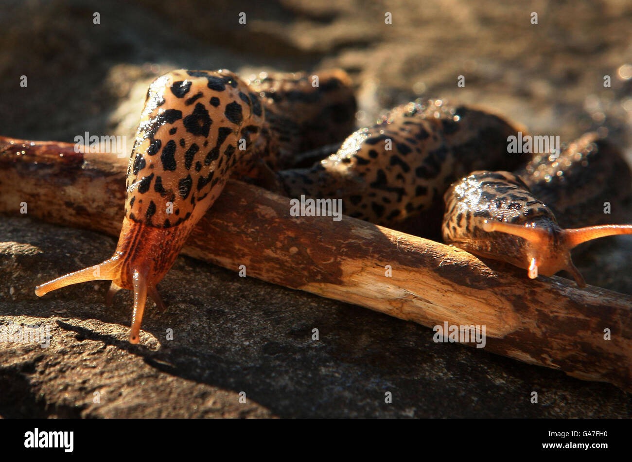 Stock picture of slugs Stock Photo - Alamy