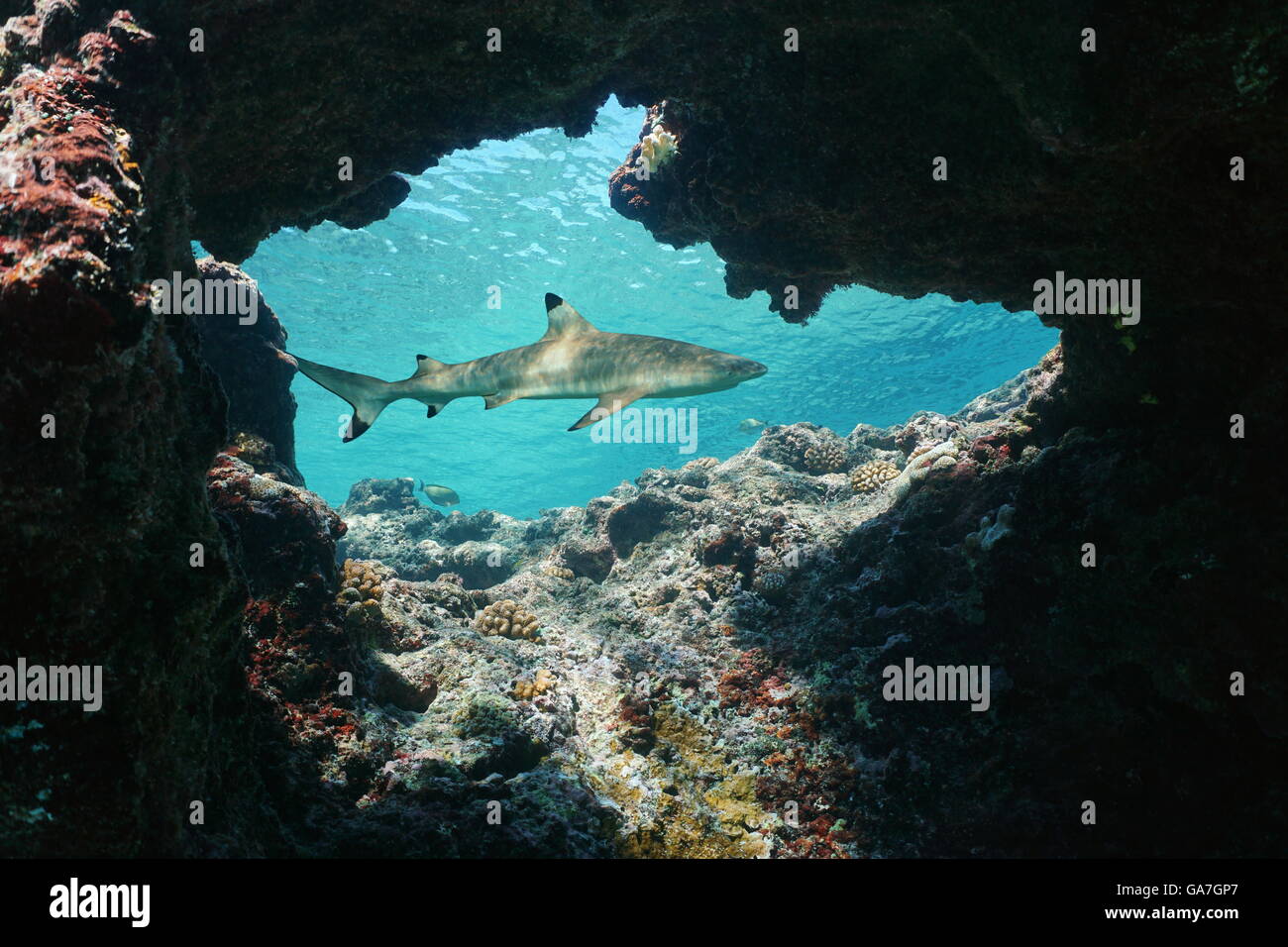Natural hole underwater into the reef with a blacktip reef shark ...