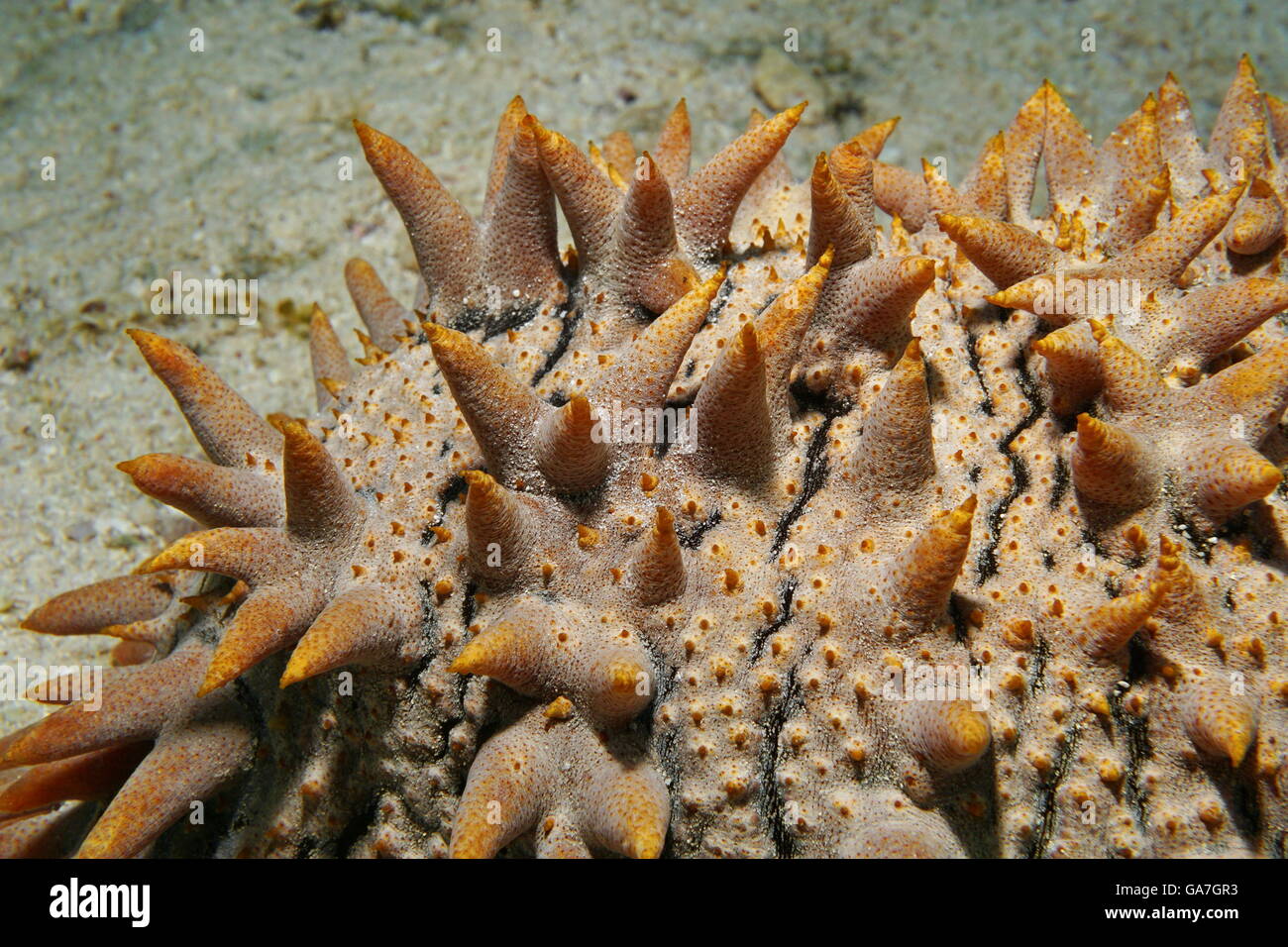 Pointed teats hi-res stock photography and images - Alamy