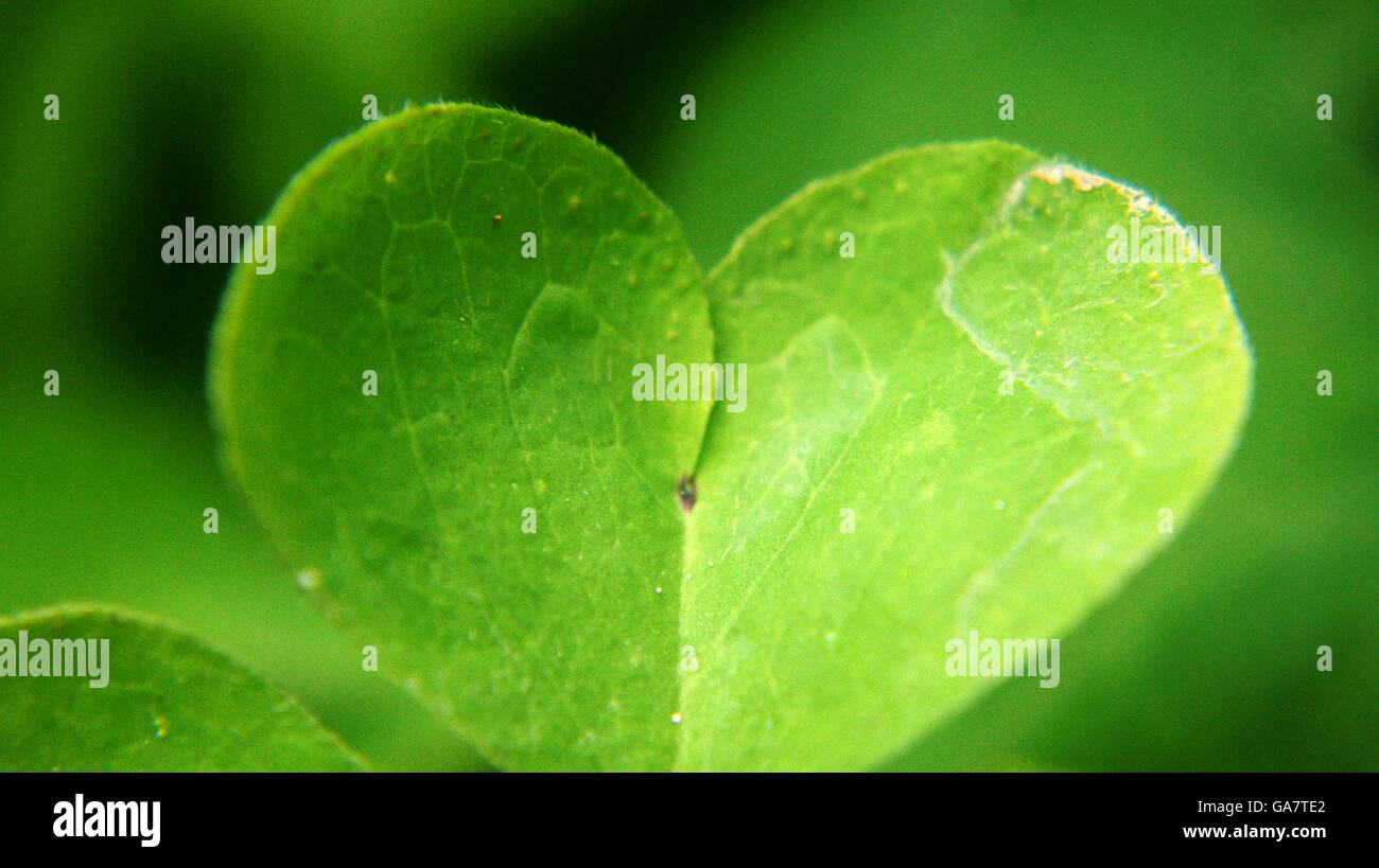 flowers plants colours Stock Photo - Alamy