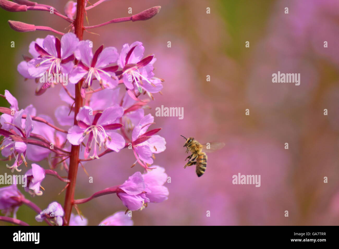 flowers plants colours Stock Photo - Alamy
