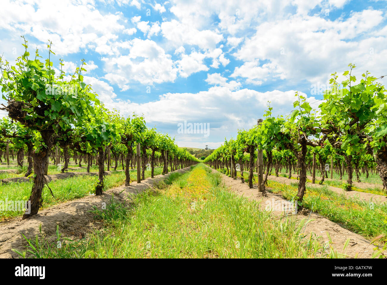 Farminggrapevine hi-res stock photography and images - Alamy