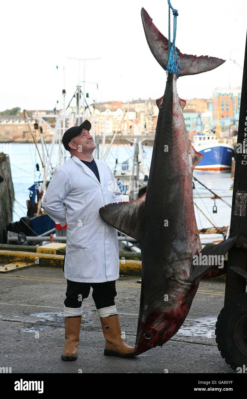 A fishmonger in North Shields examines a rare eight-foot long, 400lb ...