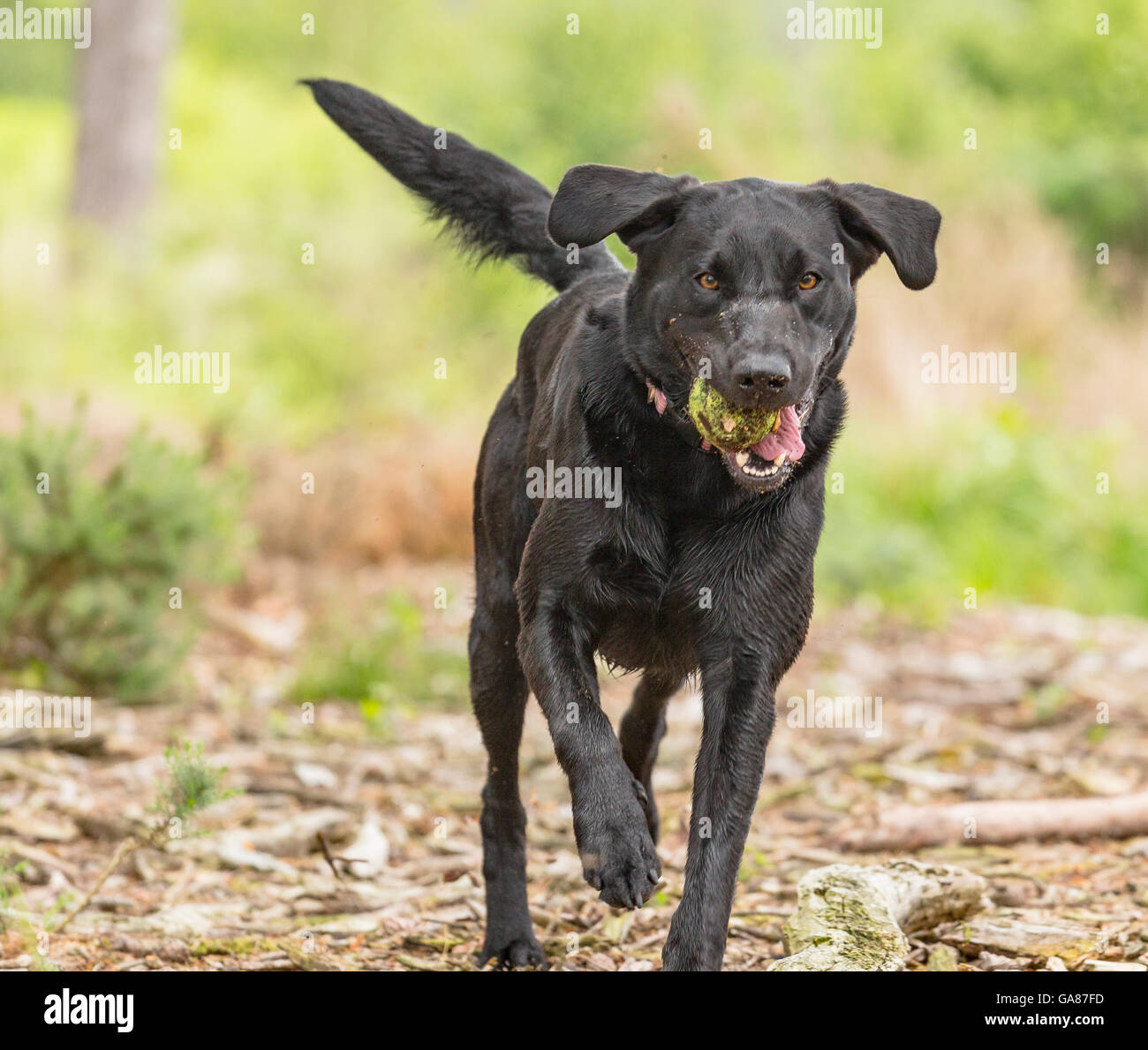 Black Labrador Retriever, running with ball Stock Photo - Alamy