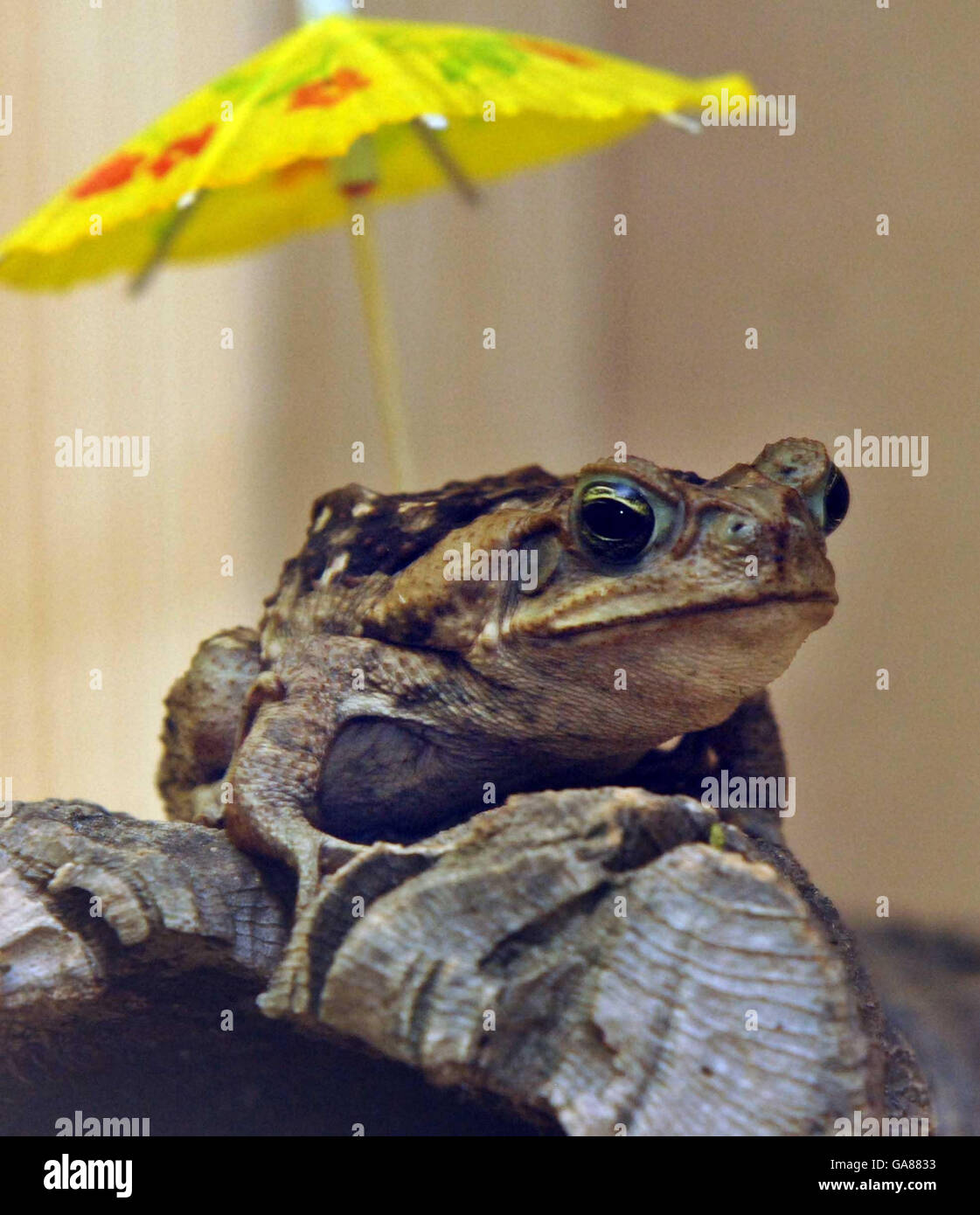 Toad of toad hall hi-res stock photography and images - Alamy
