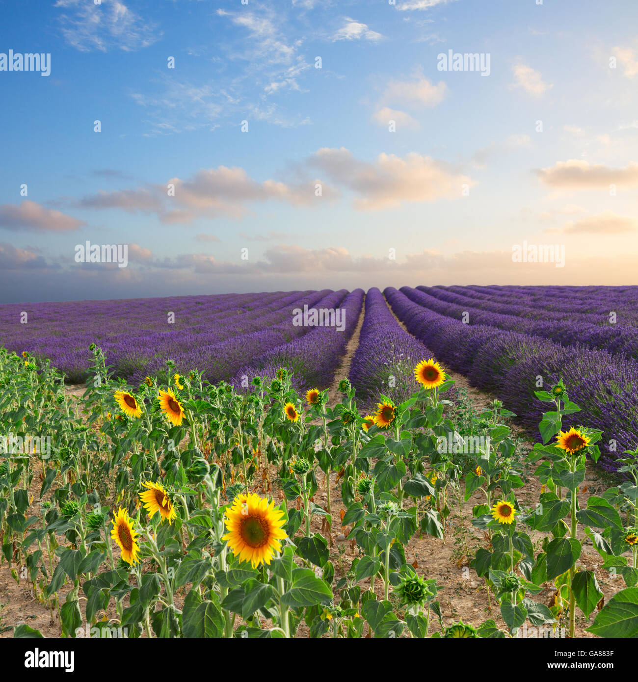 Sunflower fields lavender provence hi-res stock photography and images ...
