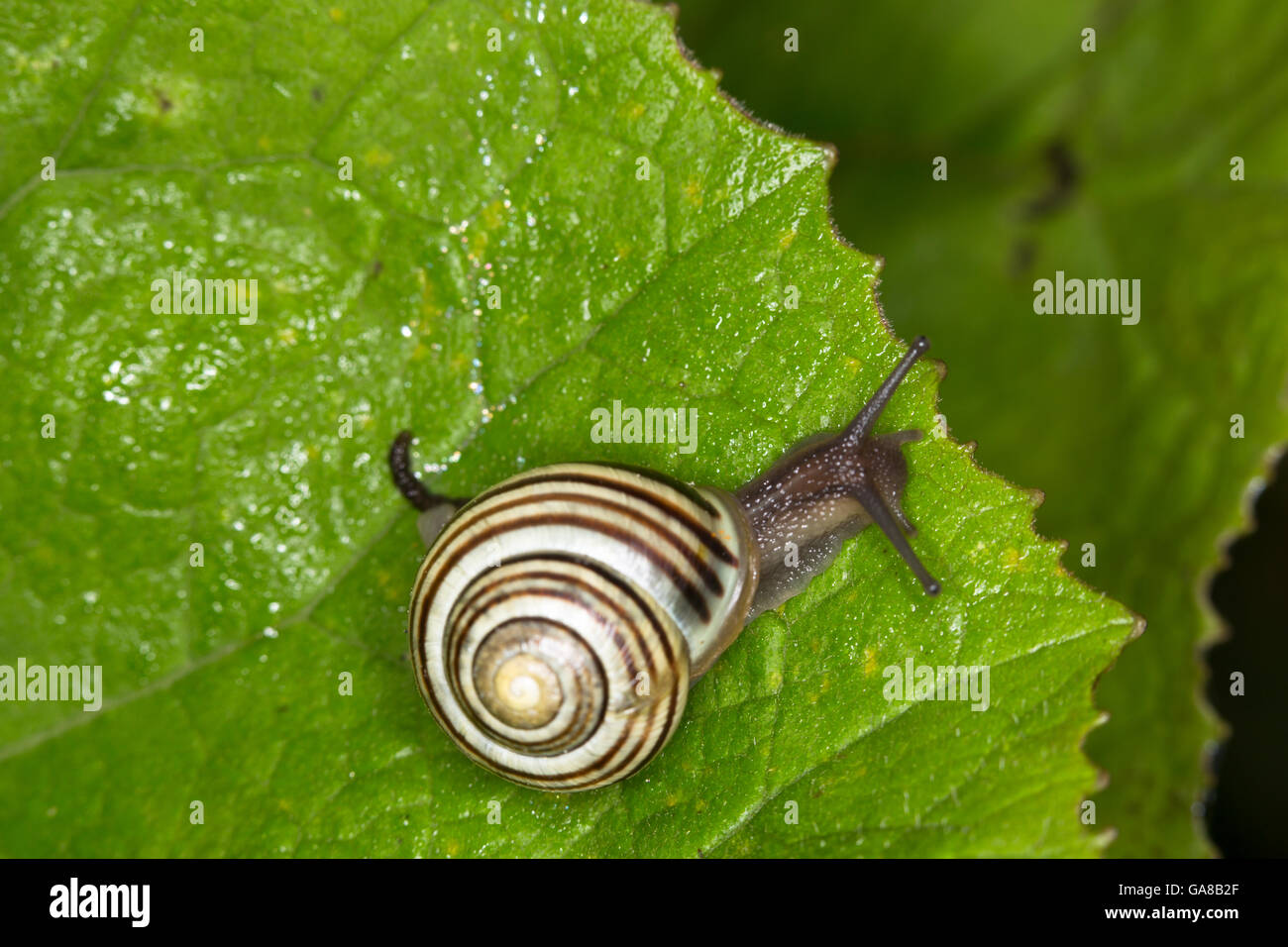 A macro image of a common English White-Lipped Snail, (Cepaea hortensis ...