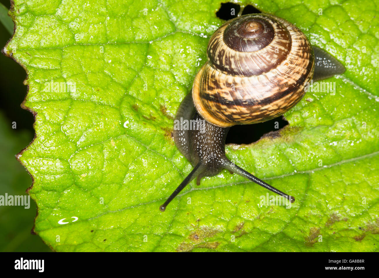 Garden snail helix helcidae hi-res stock photography and images - Alamy