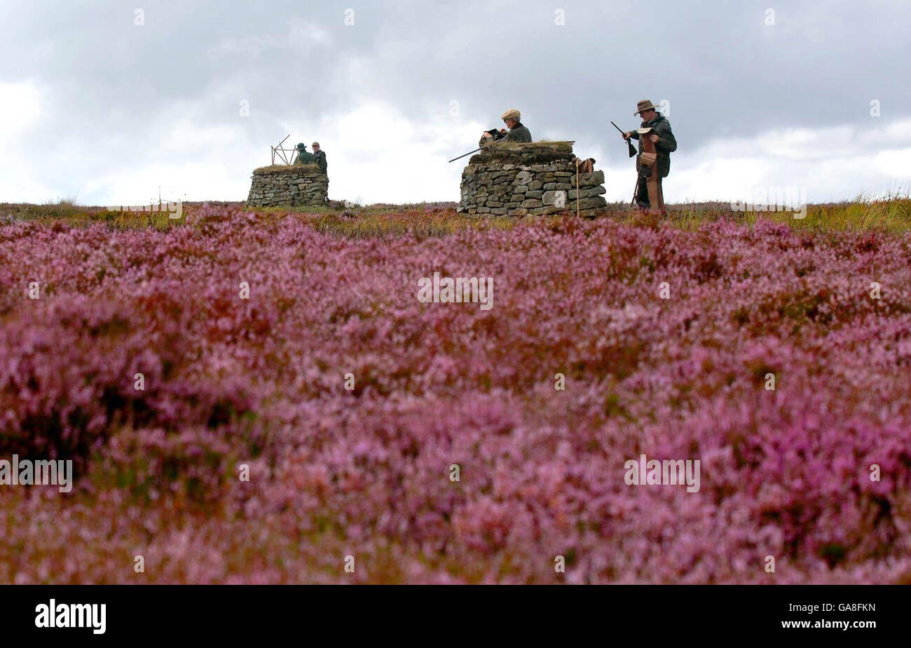 Grouse shooting season starts Stock Photo - Alamy