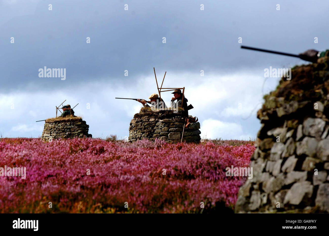 Grouse shooting season starts Stock Photo - Alamy