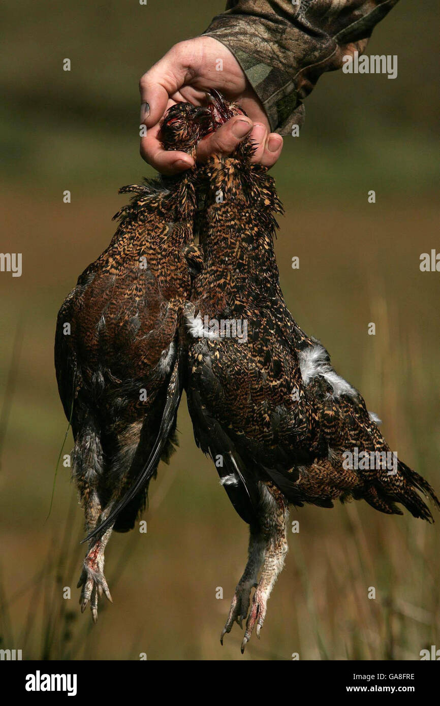 A brace of Red Grouse pictured after being shot on Orra mountain in the ...