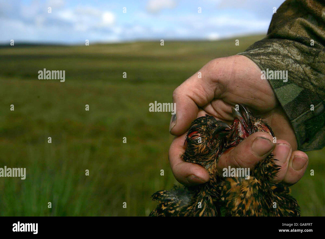 A brace of Red Grouse pictured after being shot on Orra mountain in the ...