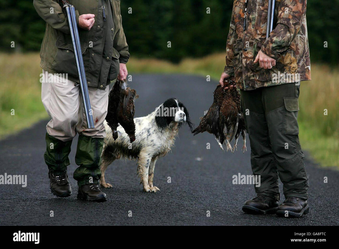Red Grouse pictured after being shot on Orra mountain in the Glens Of ...