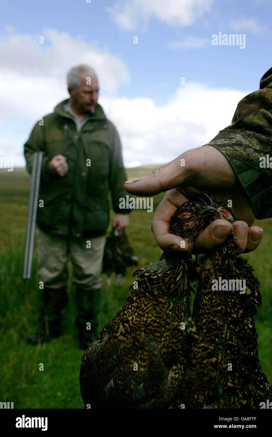 A brace of Red Grouse pictured after being shot on Orra mountain in the ...