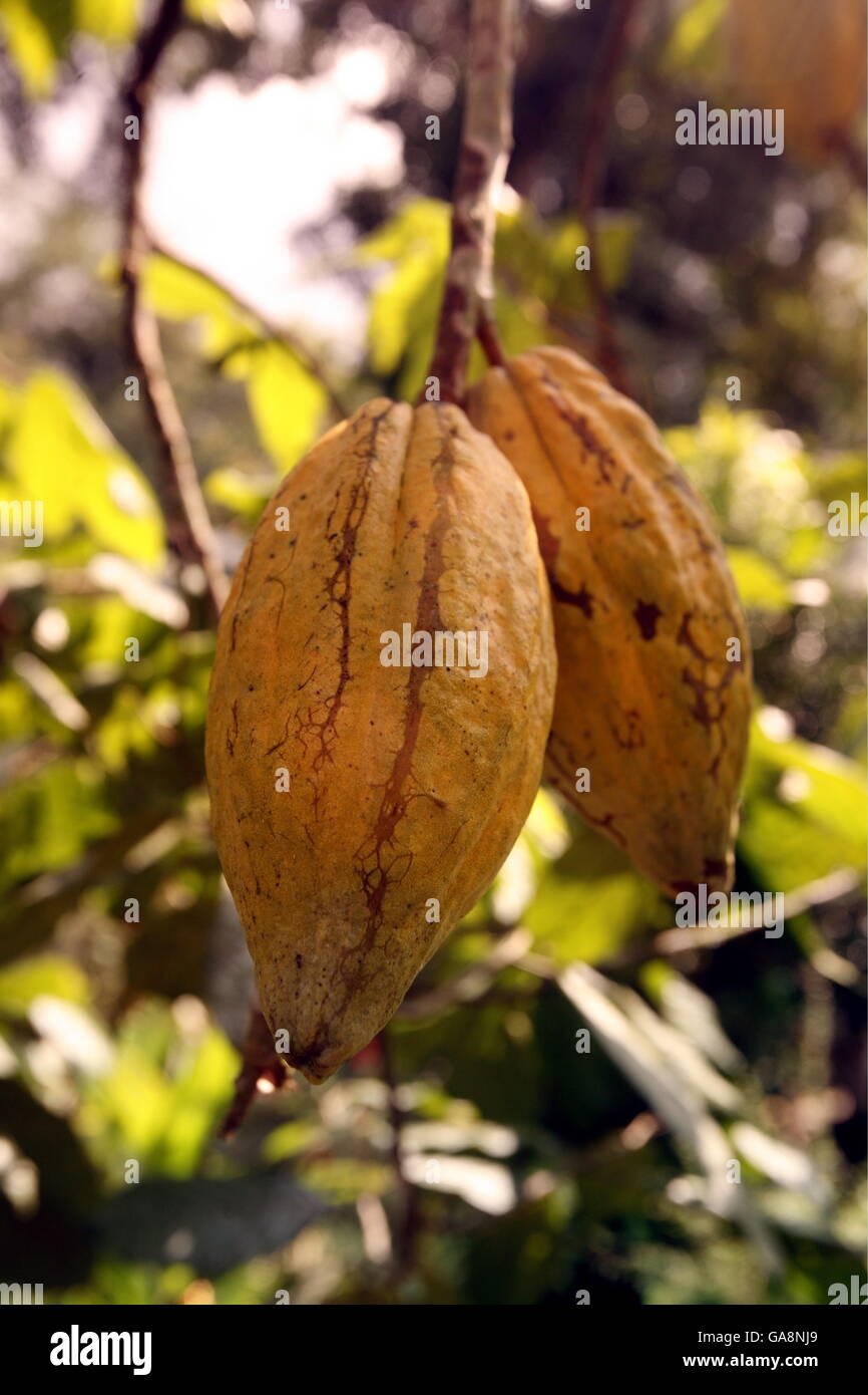 Cacaobean hi-res stock photography and images - Alamy