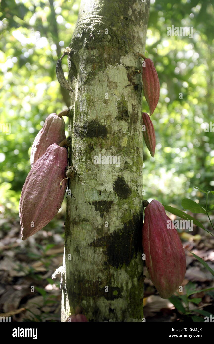 Cacaobean hi-res stock photography and images - Alamy