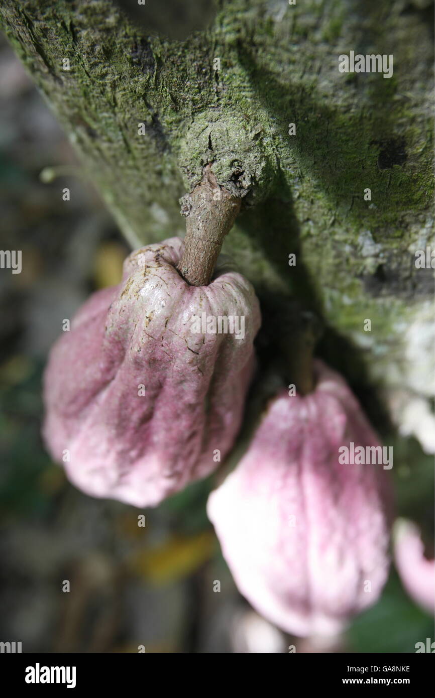 Cacaobean High Resolution Stock Photography and Images - Alamy