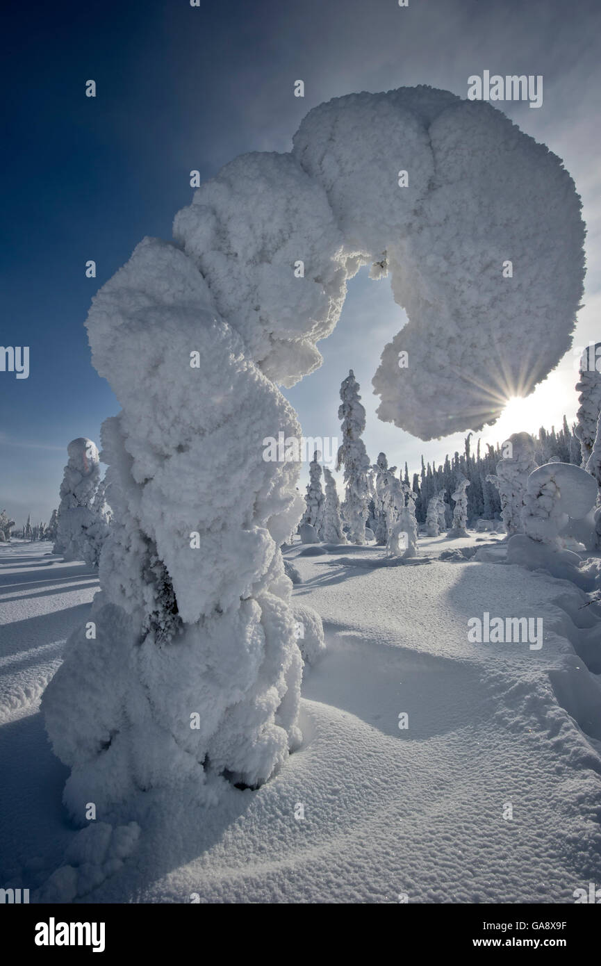 Conifer tree bending over under weight of snow, Kuusamo, Finland ...