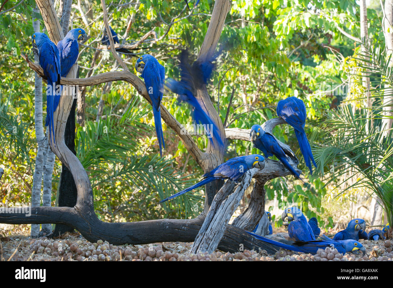 Macaw Facts For Kids Can Parrots Mimic Human Speech, 60% OFF