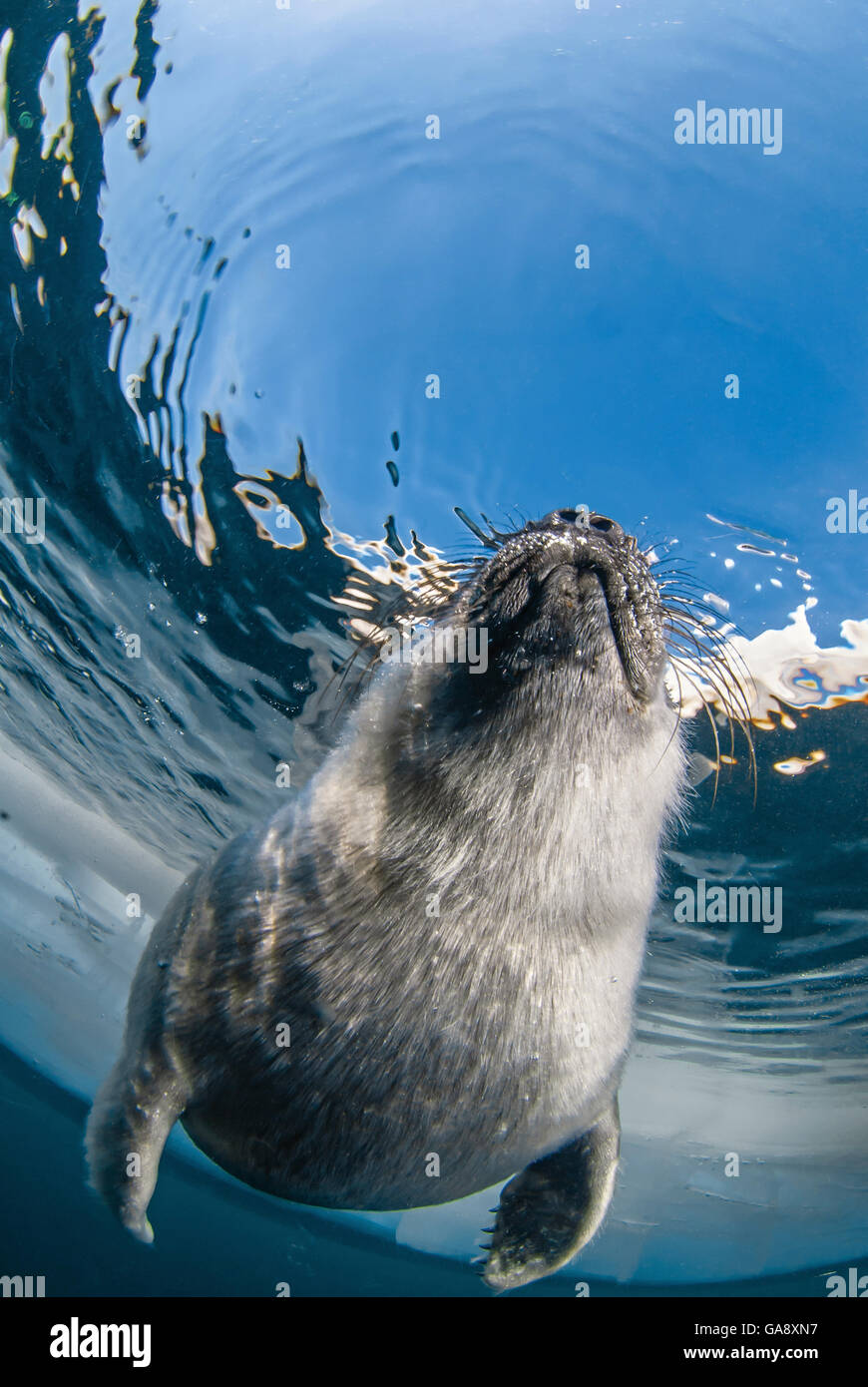 Freshwater seal lake baikal hi-res stock photography and images - Alamy