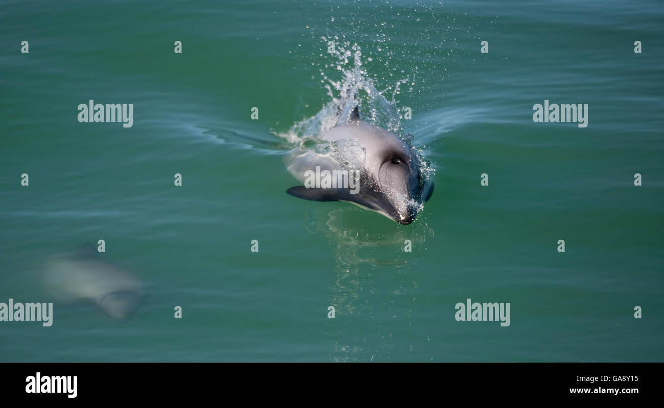 Maui's dolphins (Cephalorhynchus hectori maui) Critically Endangered ...