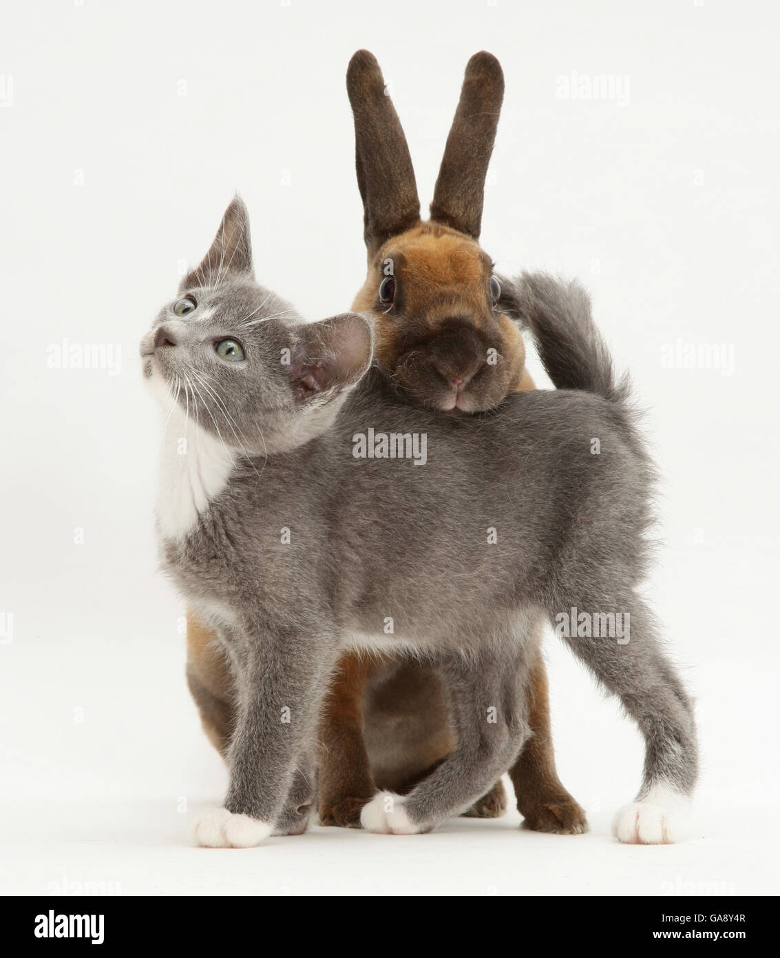 Blue and white Burmese-cross kitten rubbing against sooty-fawn dwarf ...
