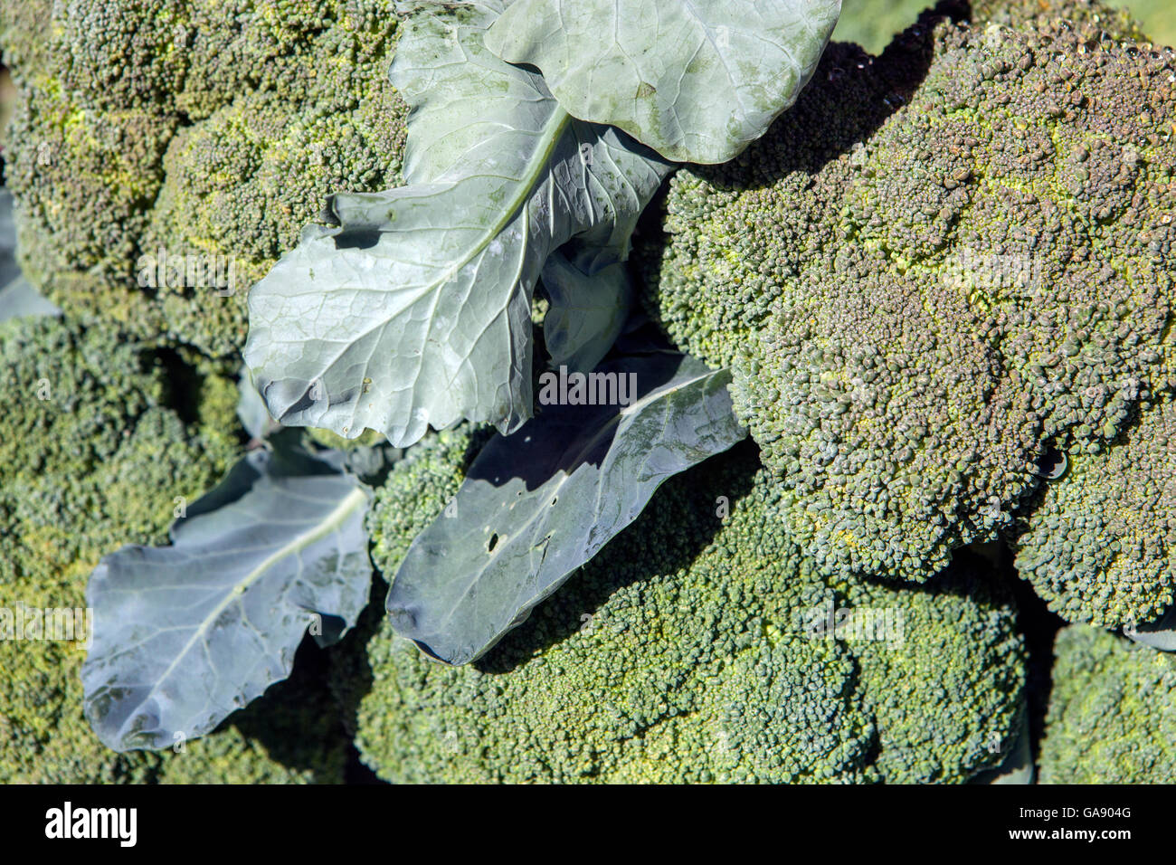 Southern cabbage hi-res stock photography and images - Alamy
