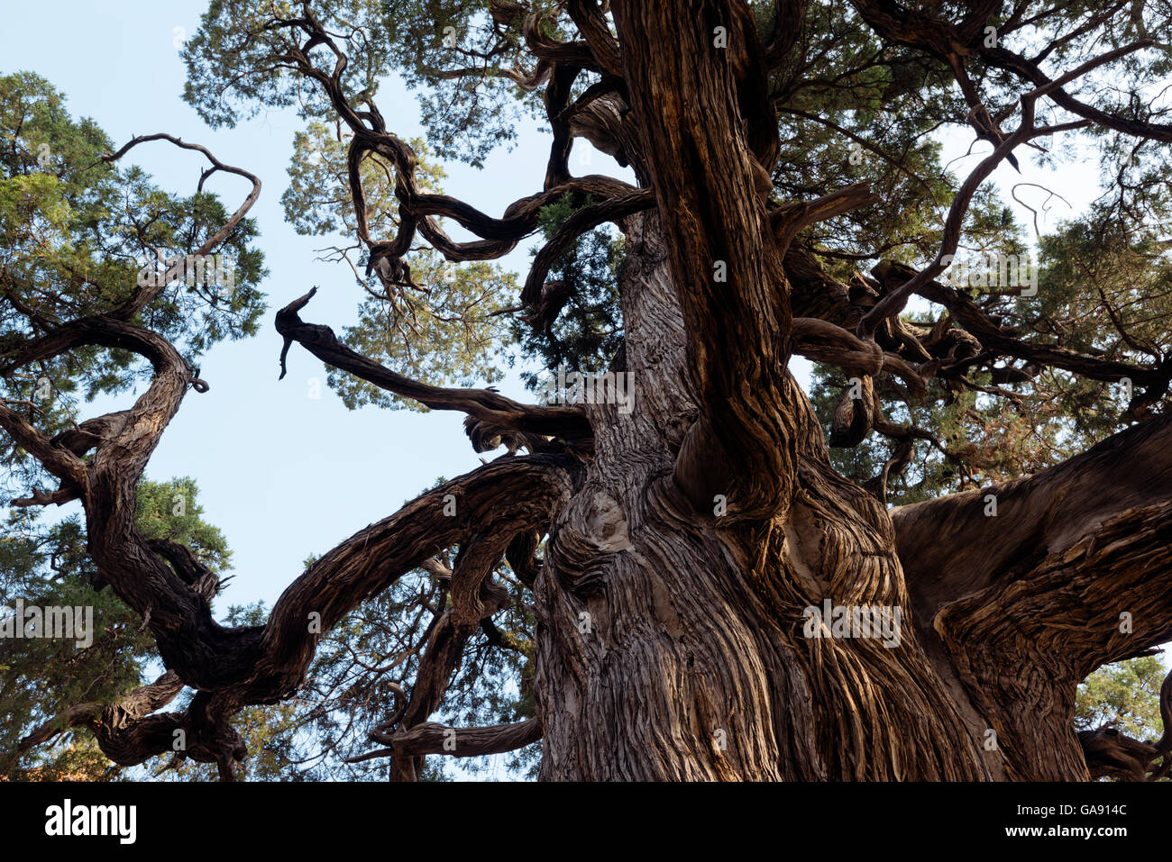 A 700 years old cypress tree at Beijing Temple of Confucius Stock Photo ...
