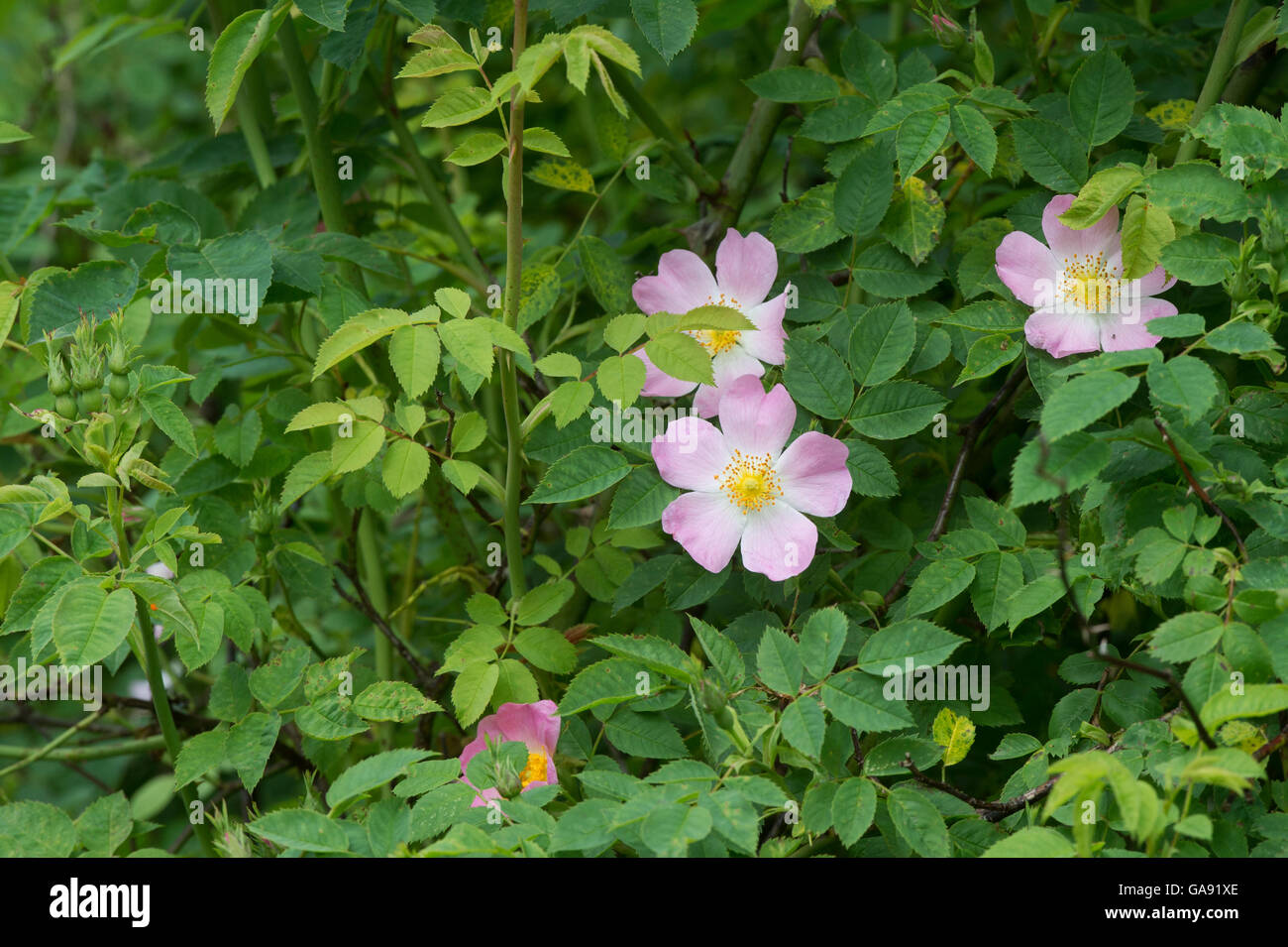 Rosa canina. Dog Rose flower in an English garden Stock Photo - Alamy