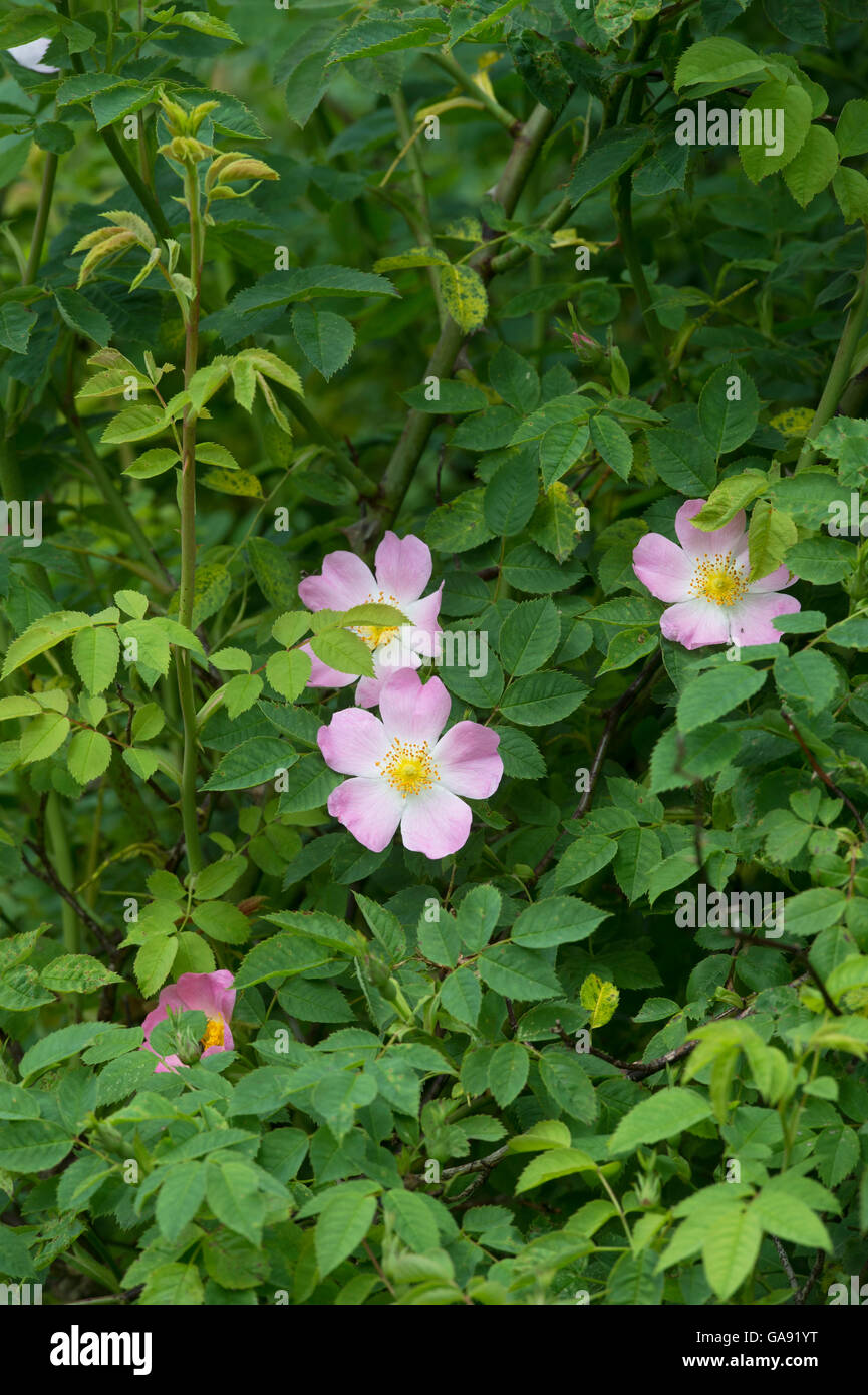 Rosa canina. Dog Rose flower in an English garden Stock Photo - Alamy