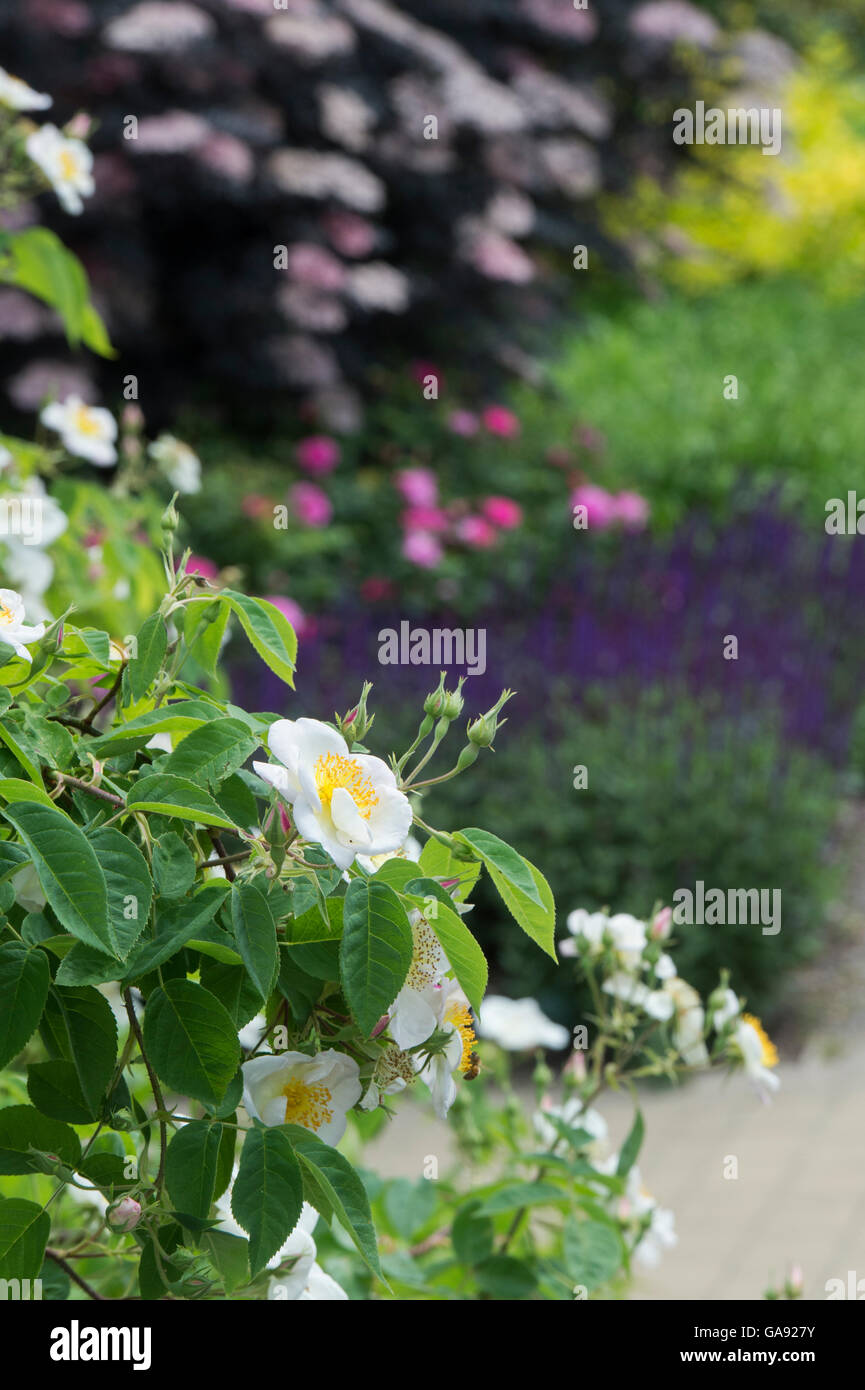 Rosa Dupontii. Snowbush rose / Dupont rose Stock Photo - Alamy