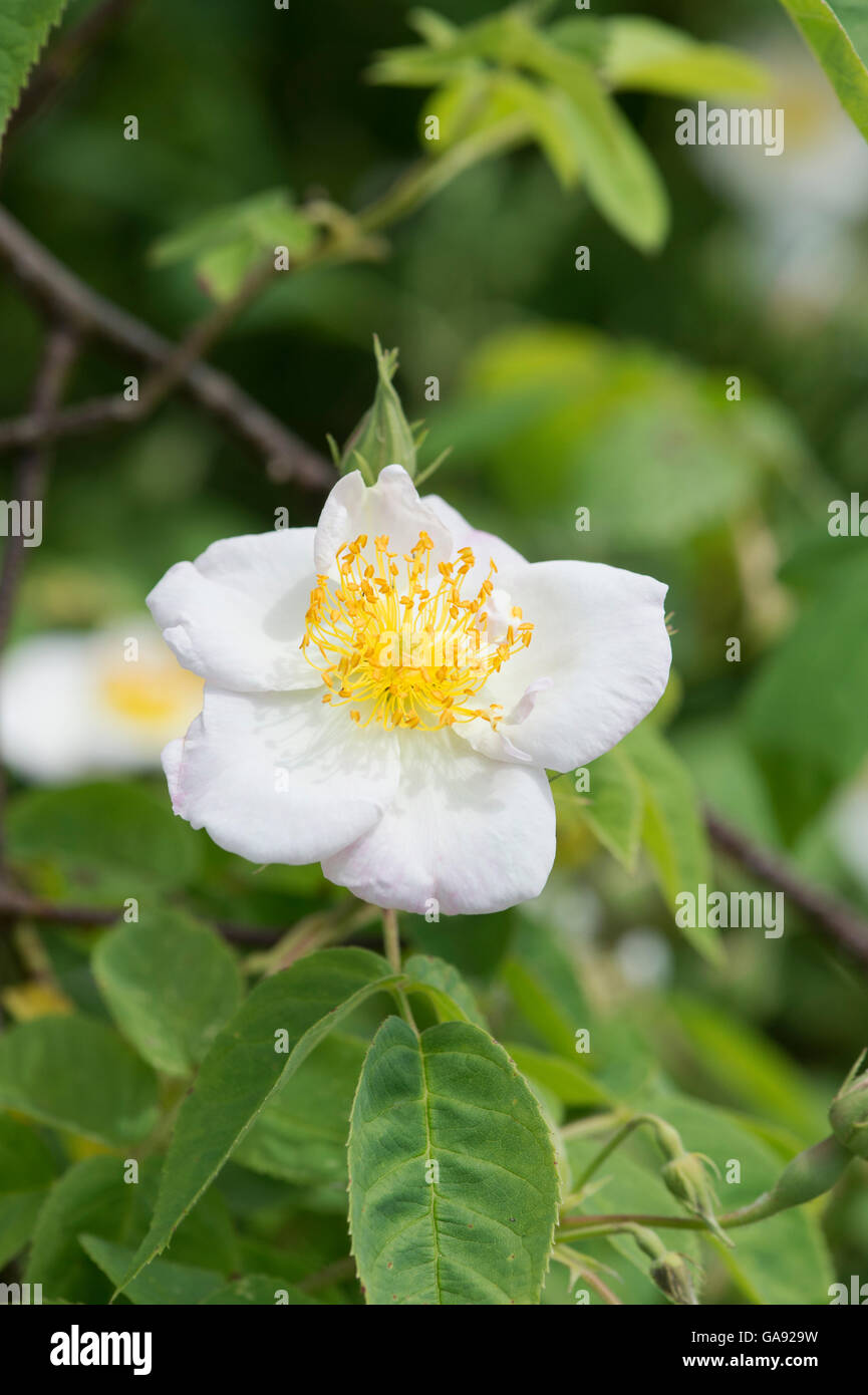 Rosa Dupontii. Snowbush rose / Dupont rose Stock Photo - Alamy