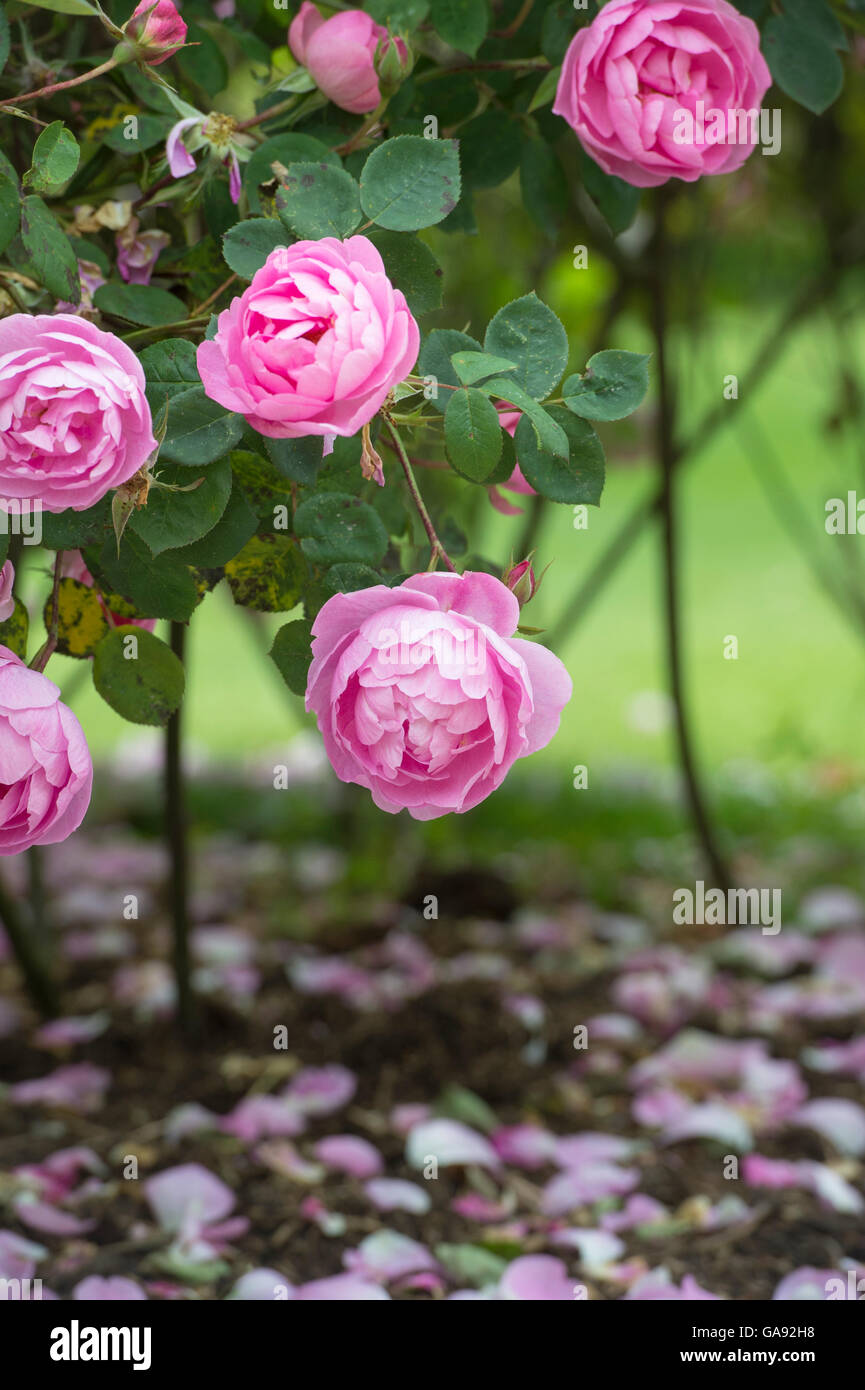 Rose for the shrub border hi-res stock photography and images - Alamy