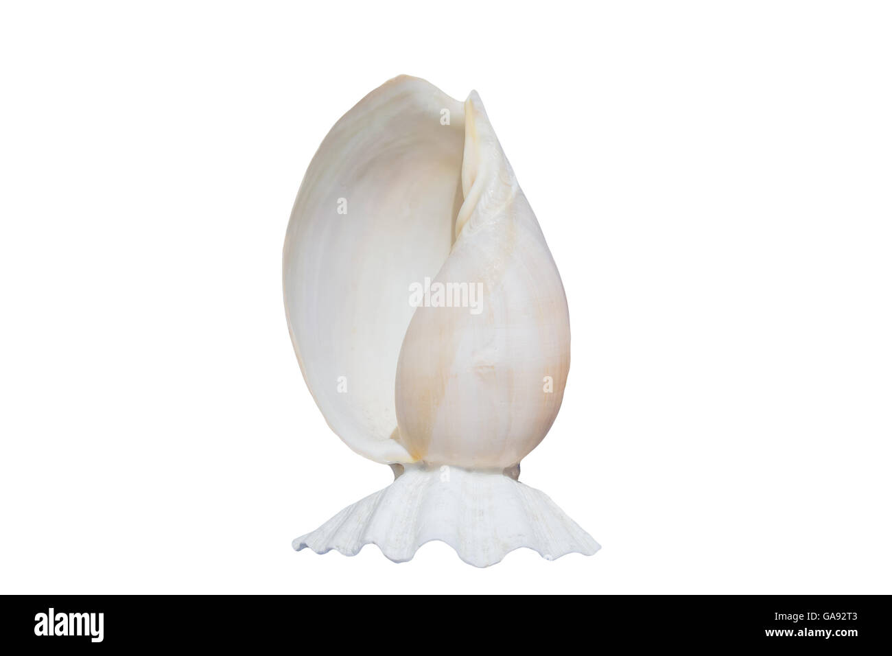 Sea shell isolated on white Stock Photo - Alamy