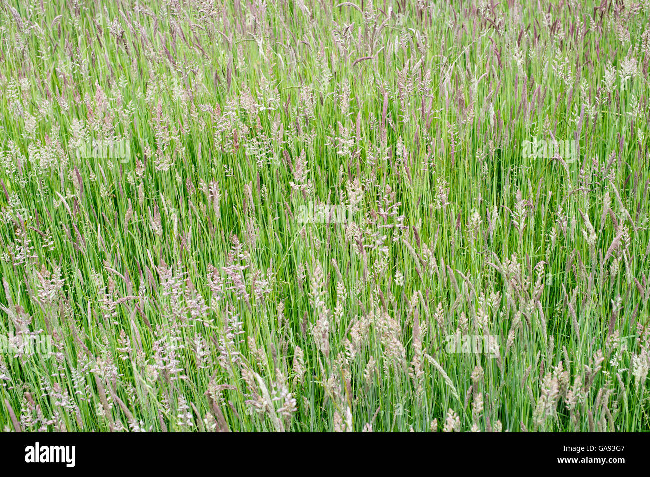 Wild grass in a british meadow. Oxfordshire, UK Stock Photo - Alamy