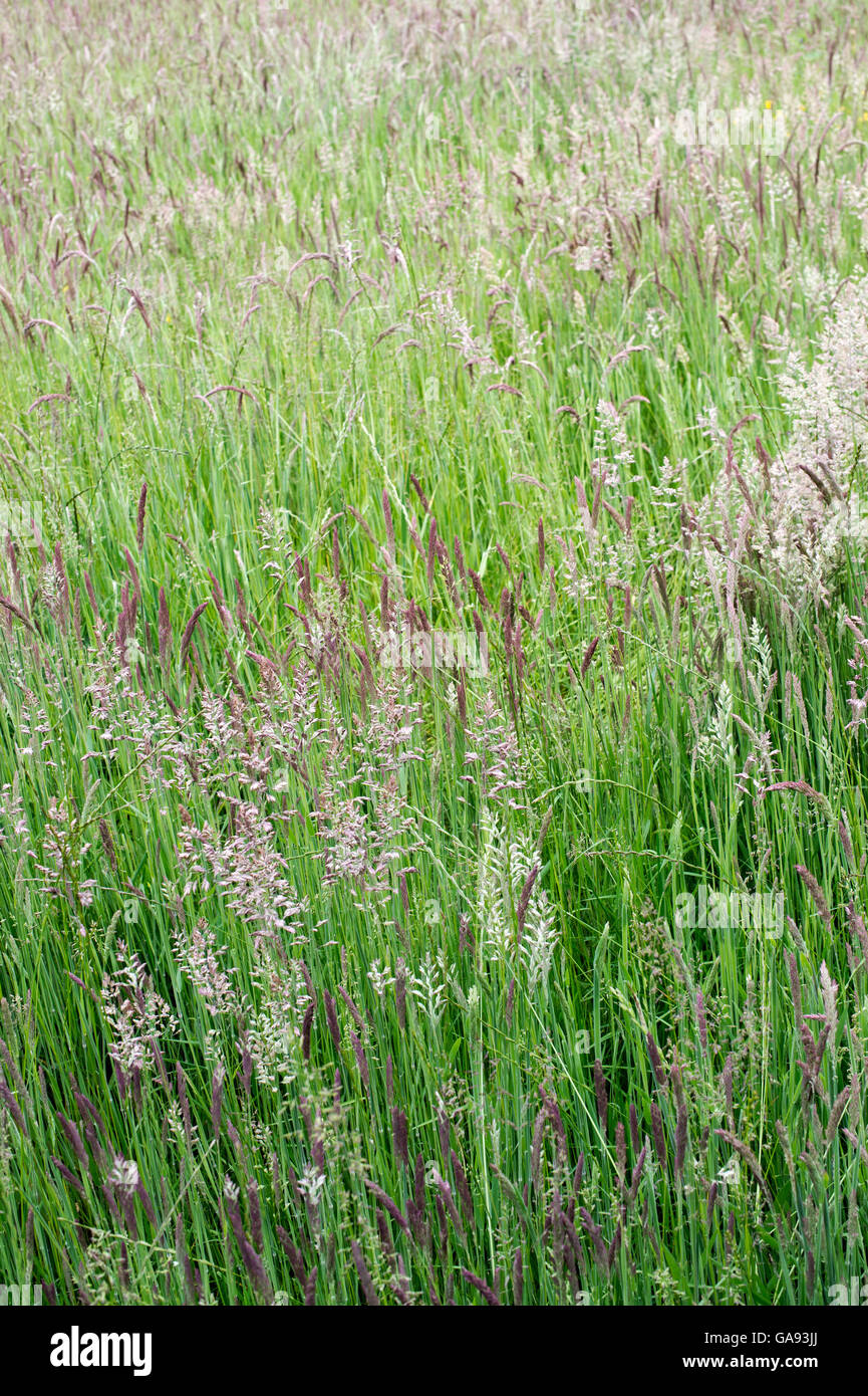 Grass in english countryside oxfordshire hi-res stock photography and ...