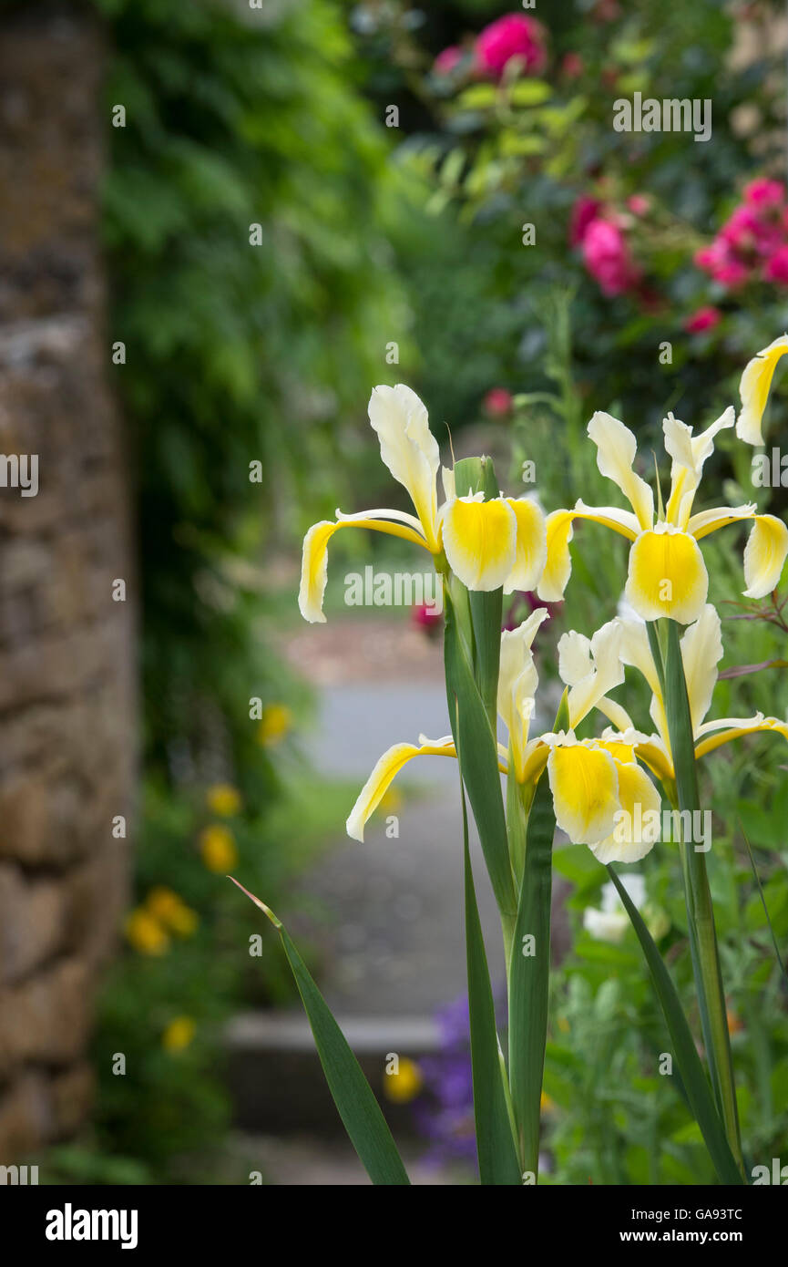 Dutch Iris. Yellow white Iris hollandica flowers Stock Photo - Alamy