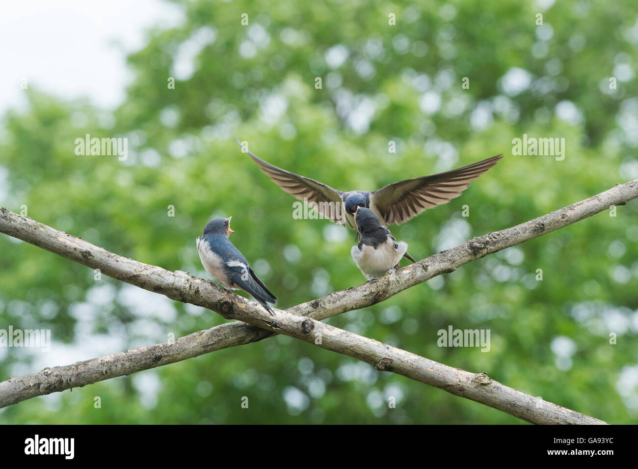 Tree swallow fledglings hi-res stock photography and images - Alamy